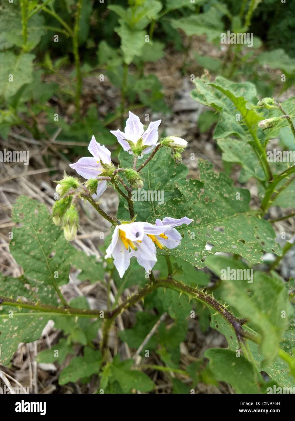Carolina horsenettle (Solanum carolinense) Plantae Stock Photo - Alamy