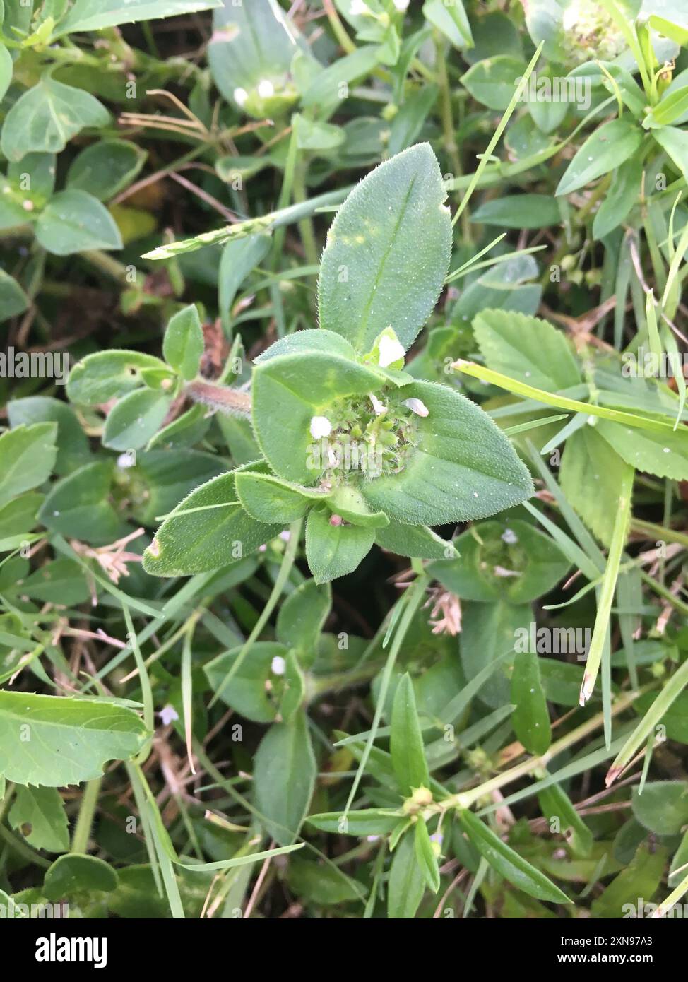 Florida Pusley (Richardia scabra) Plantae Stock Photo - Alamy