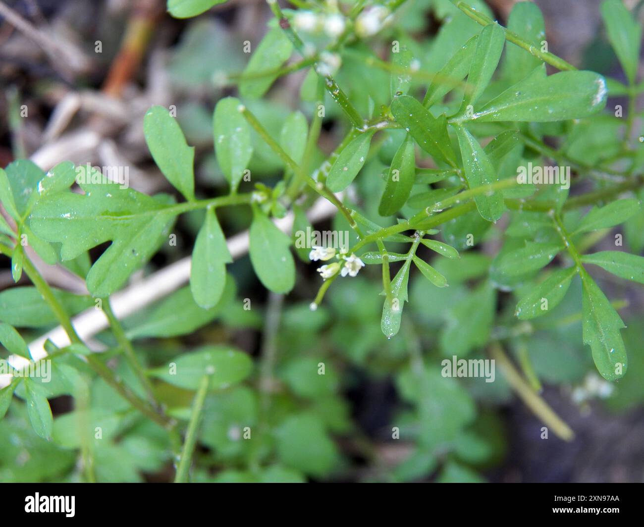 Nursery bittercress (Cardamine occulta) Plantae Stock Photo - Alamy