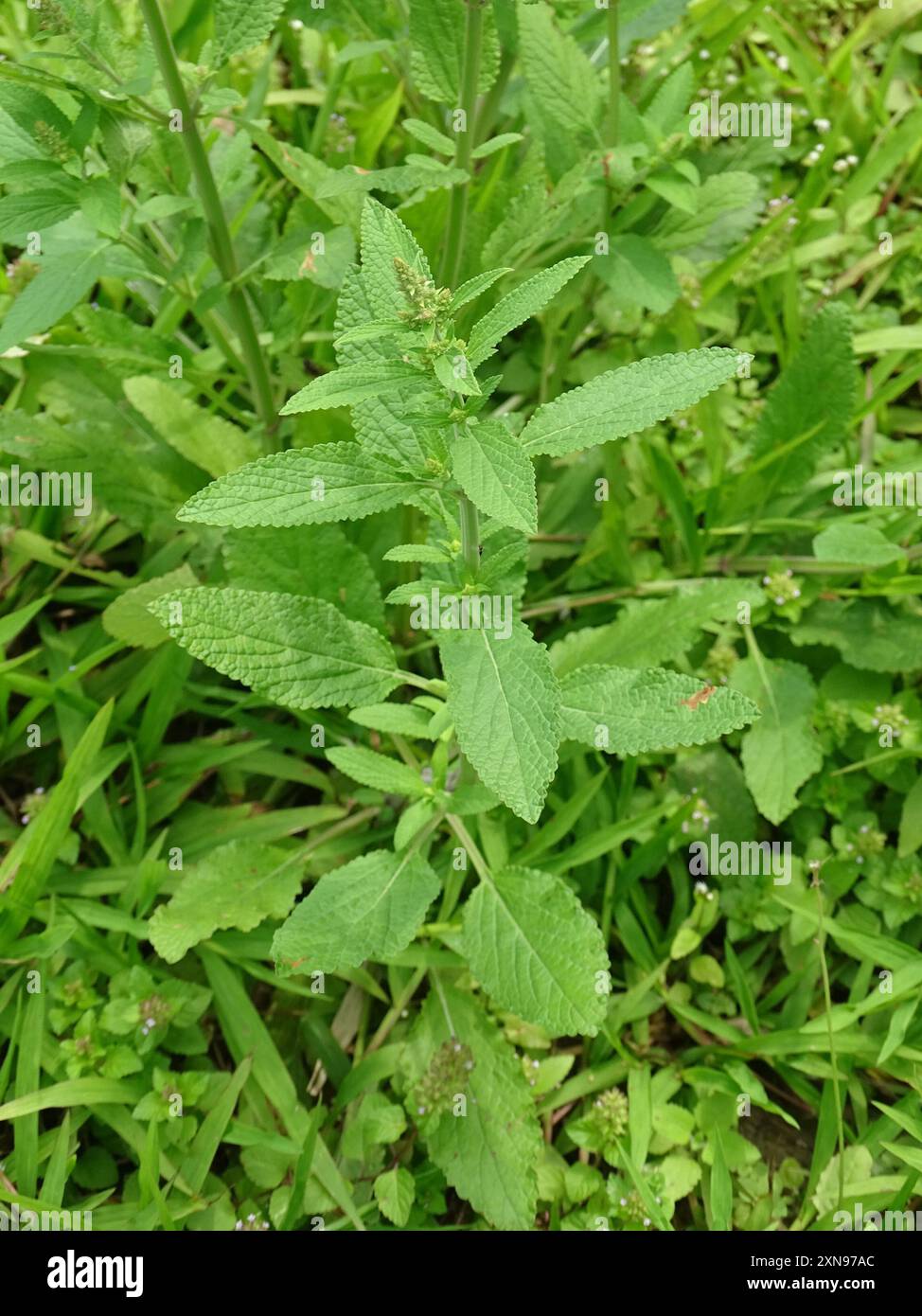 plebeian sage (Salvia plebeia) Plantae Stock Photo - Alamy