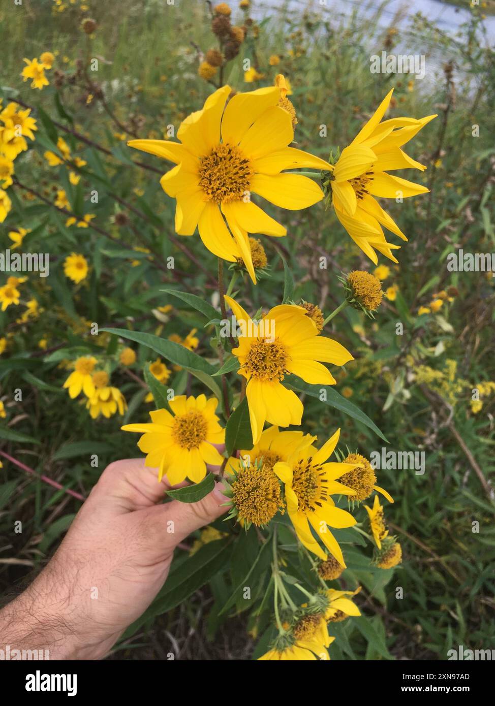 sawtooth sunflower (Helianthus grosseserratus) Plantae Stock Photo - Alamy