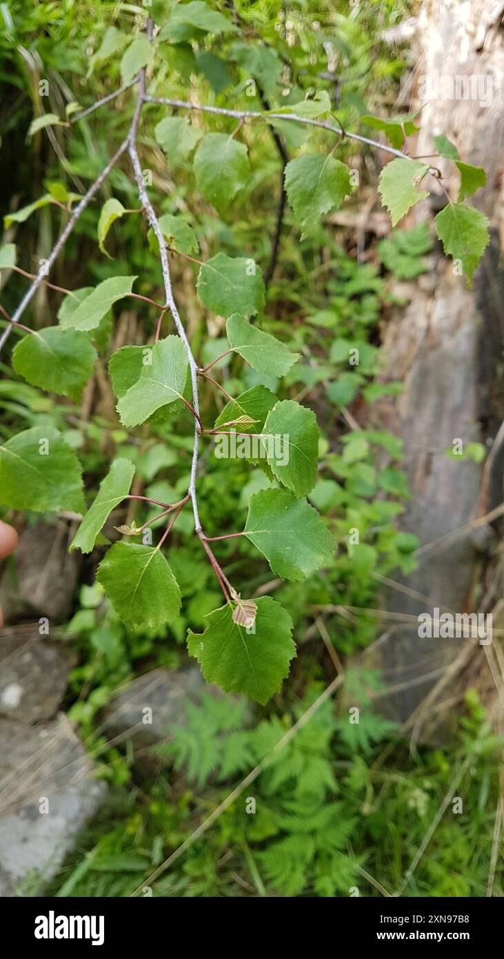 white poplar (Populus alba) Plantae Stock Photo - Alamy