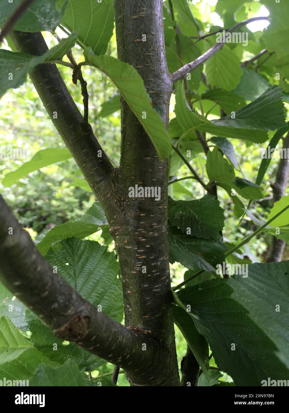 grey alder (Alnus incana) Plantae Stock Photo - Alamy