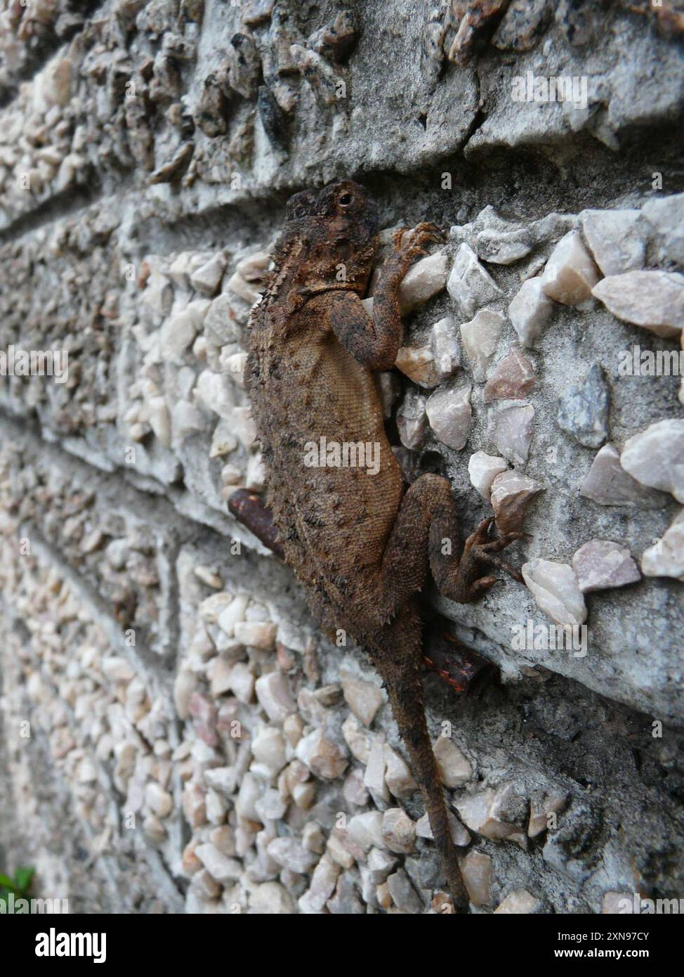 Tropical Spiny Agama (Agama armata) Reptilia Stock Photo - Alamy