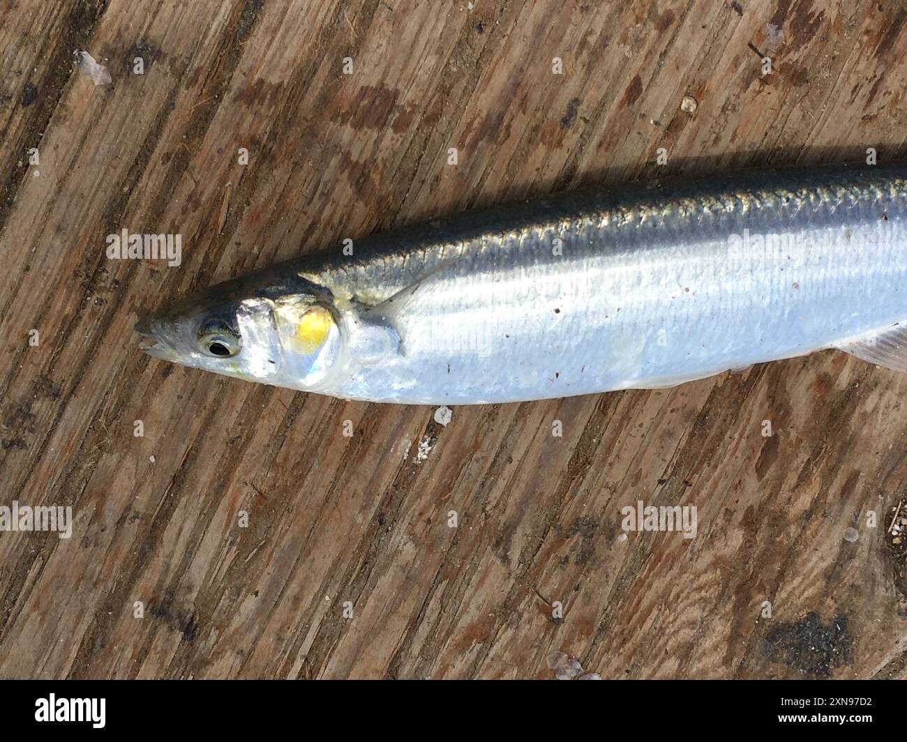 Jack Silverside (Atherinopsis californiensis) Actinopterygii Stock ...