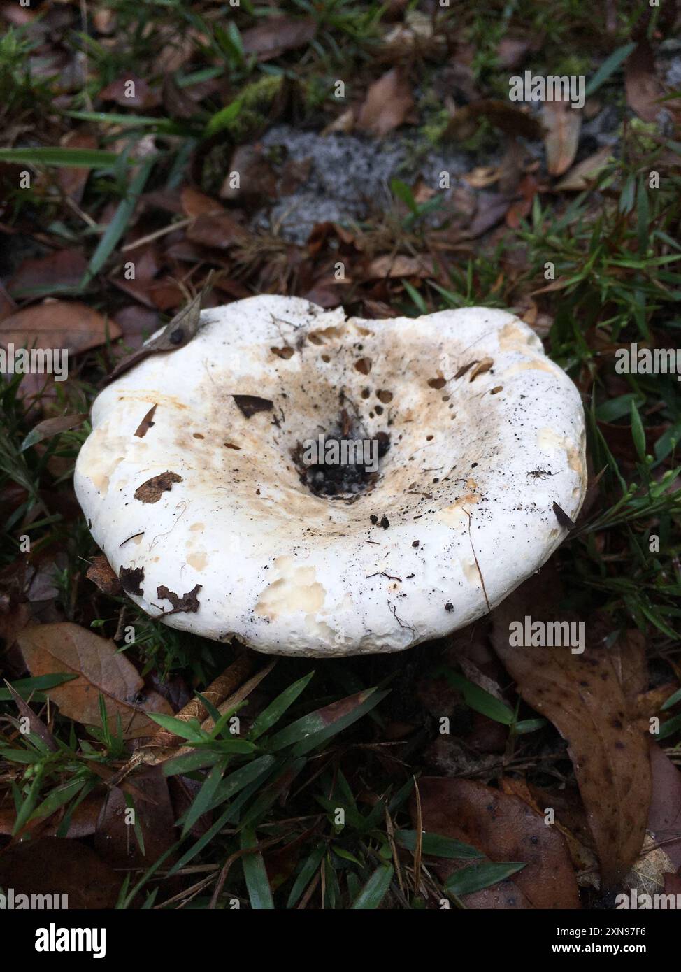Short-stemmed Russula (Russula brevipes) Fungi Stock Photo - Alamy