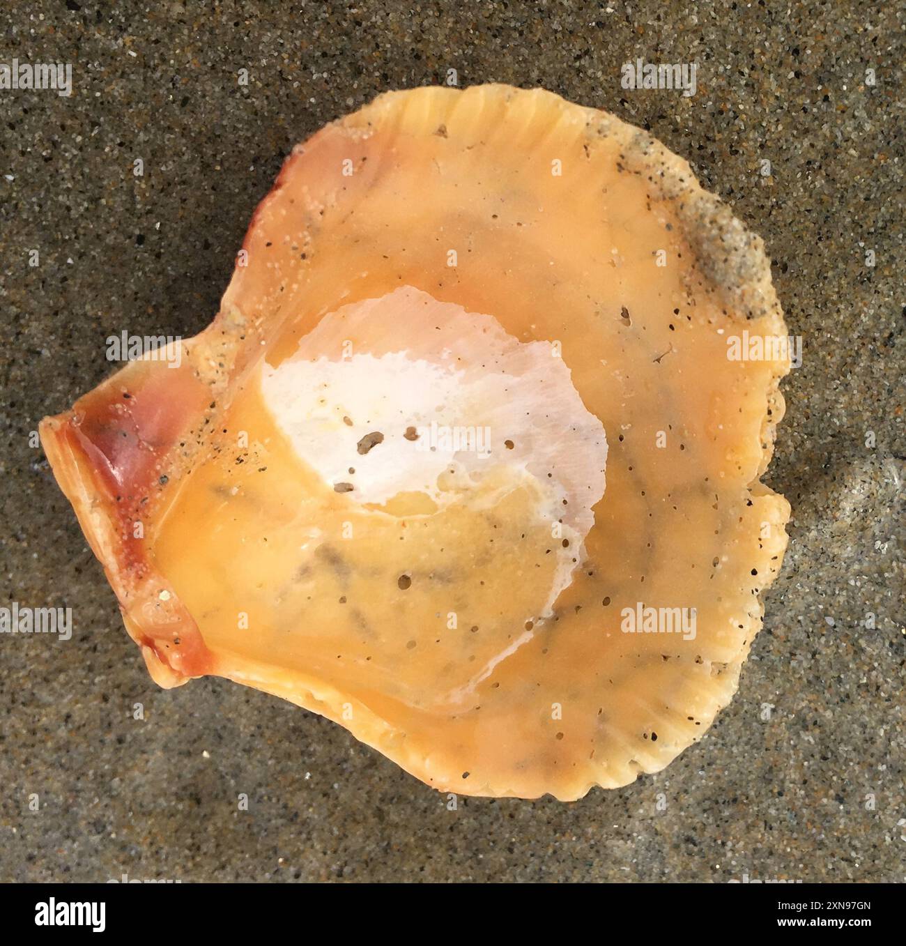 Scallops (Pectinidae) Mollusca Stock Photo - Alamy