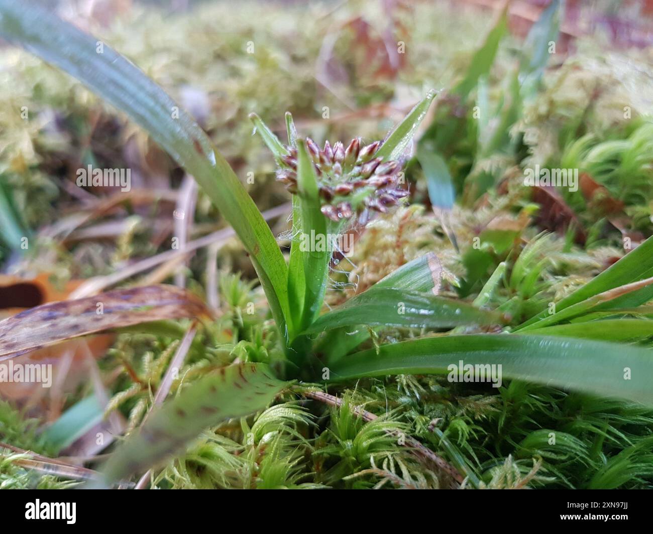 Hairy Woodrush (Luzula pilosa) Plantae Stock Photo - Alamy