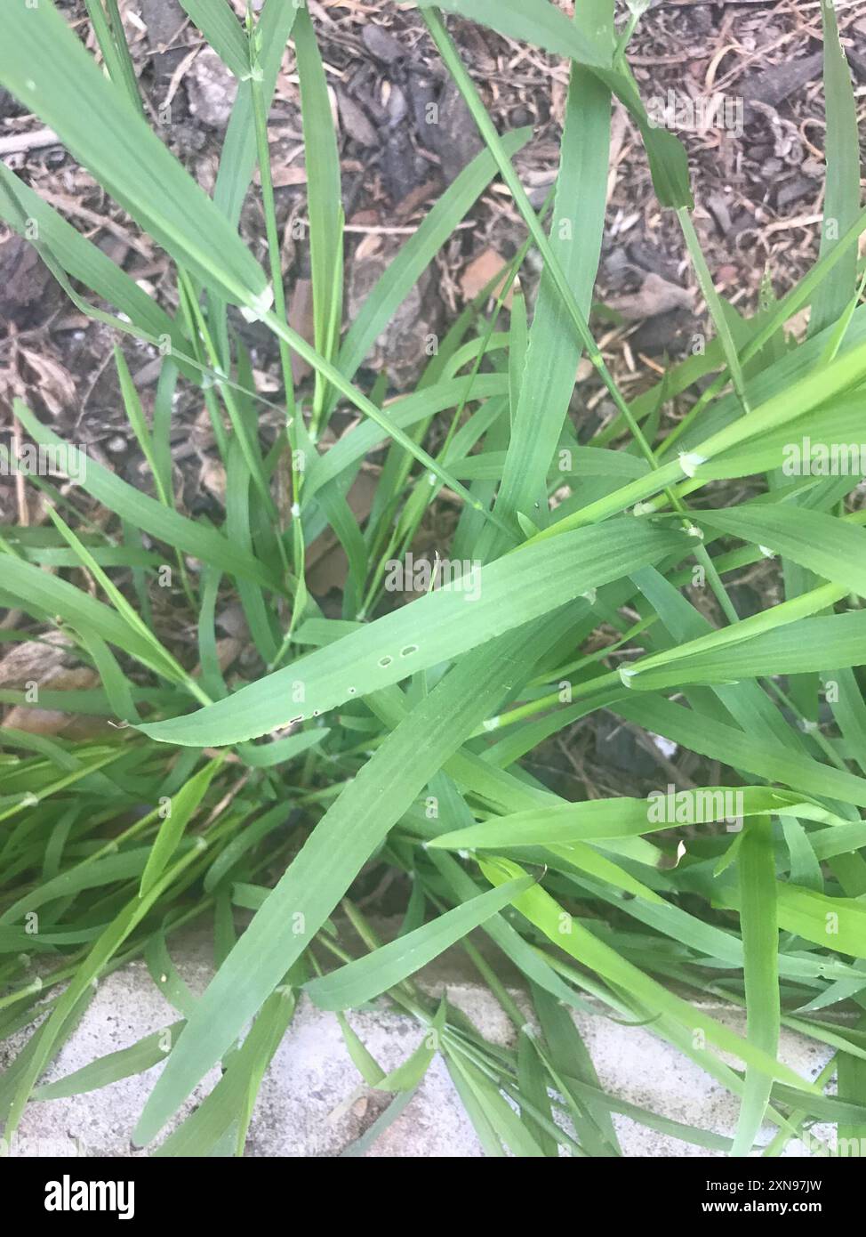 panic veldtgrass (Ehrharta erecta) Plantae Stock Photo - Alamy