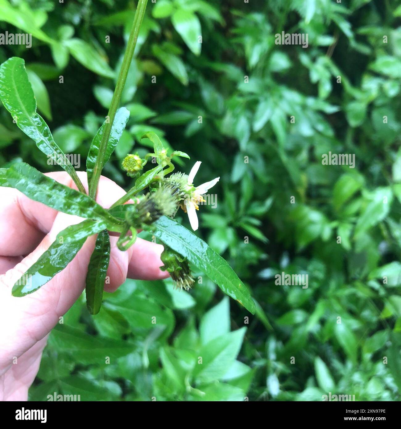 White beggarticks (Bidens alba) Plantae Stock Photo - Alamy