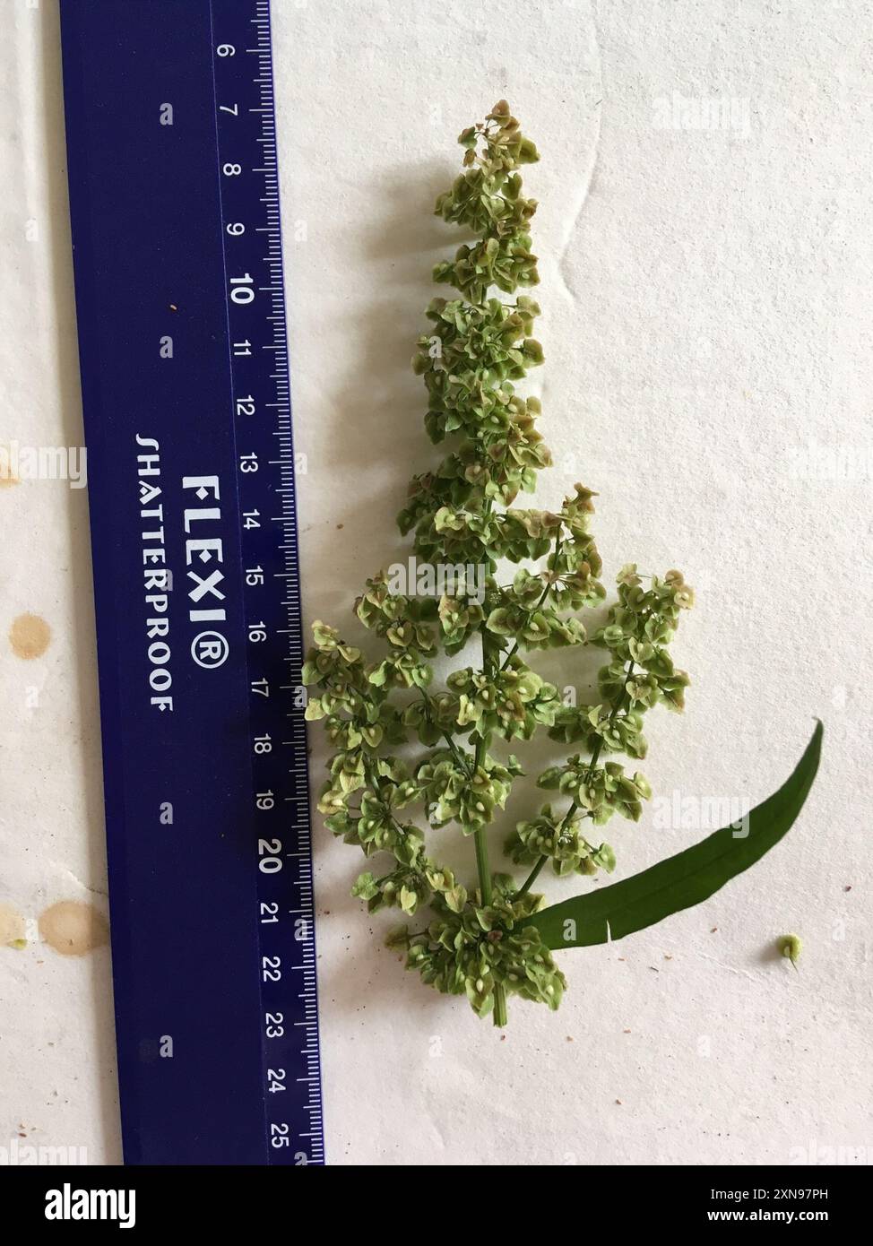 Patience Dock (Rumex patientia) Plantae Stock Photo - Alamy
