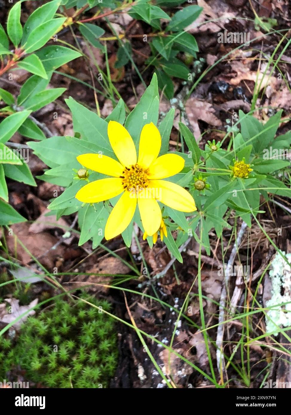 Greater Tickseed (Coreopsis major) Plantae Stock Photo - Alamy
