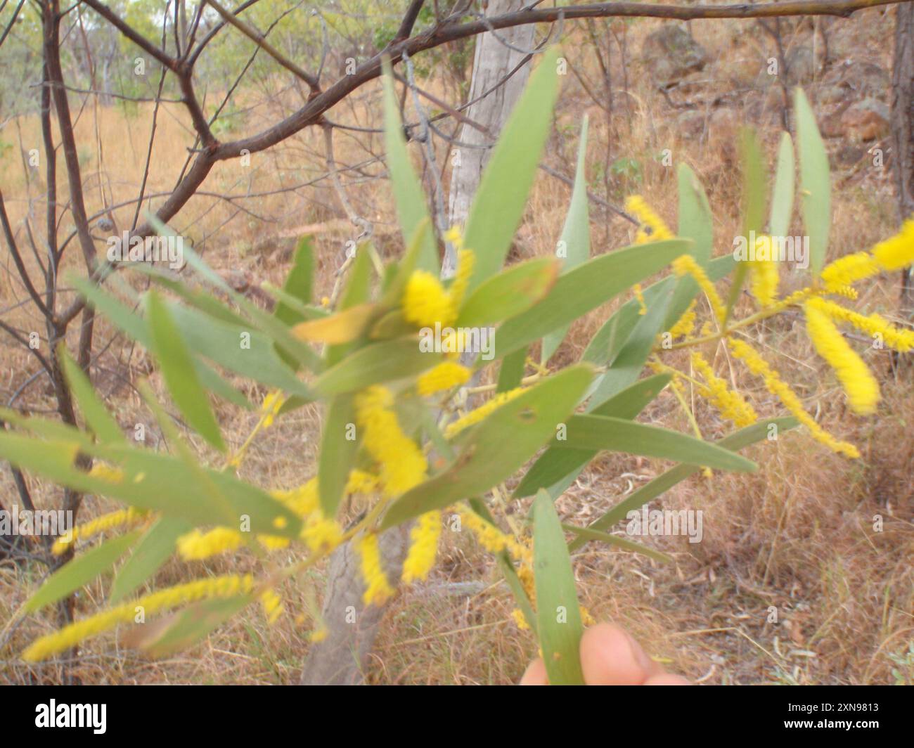 wattles (Acacia) Plantae Stock Photo - Alamy