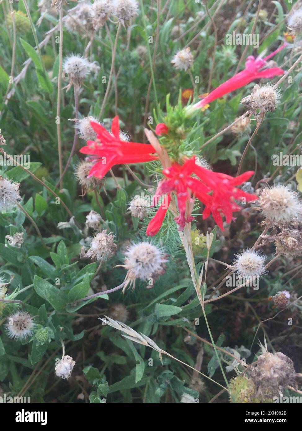 standing cypress (Ipomopsis rubra) Plantae Stock Photo - Alamy