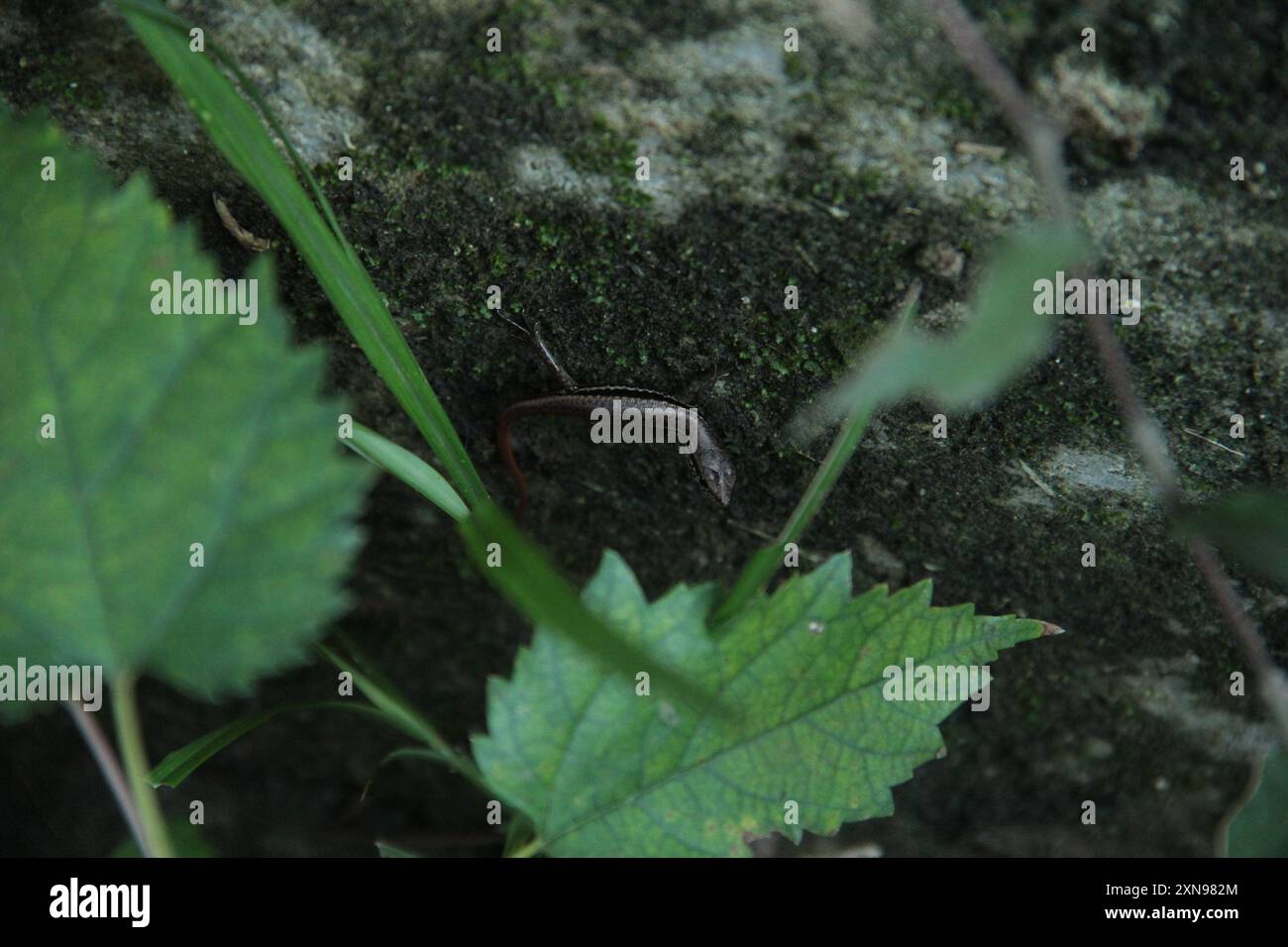 Indian Forest Skink (Sphenomorphus indicus) Reptilia Stock Photo - Alamy
