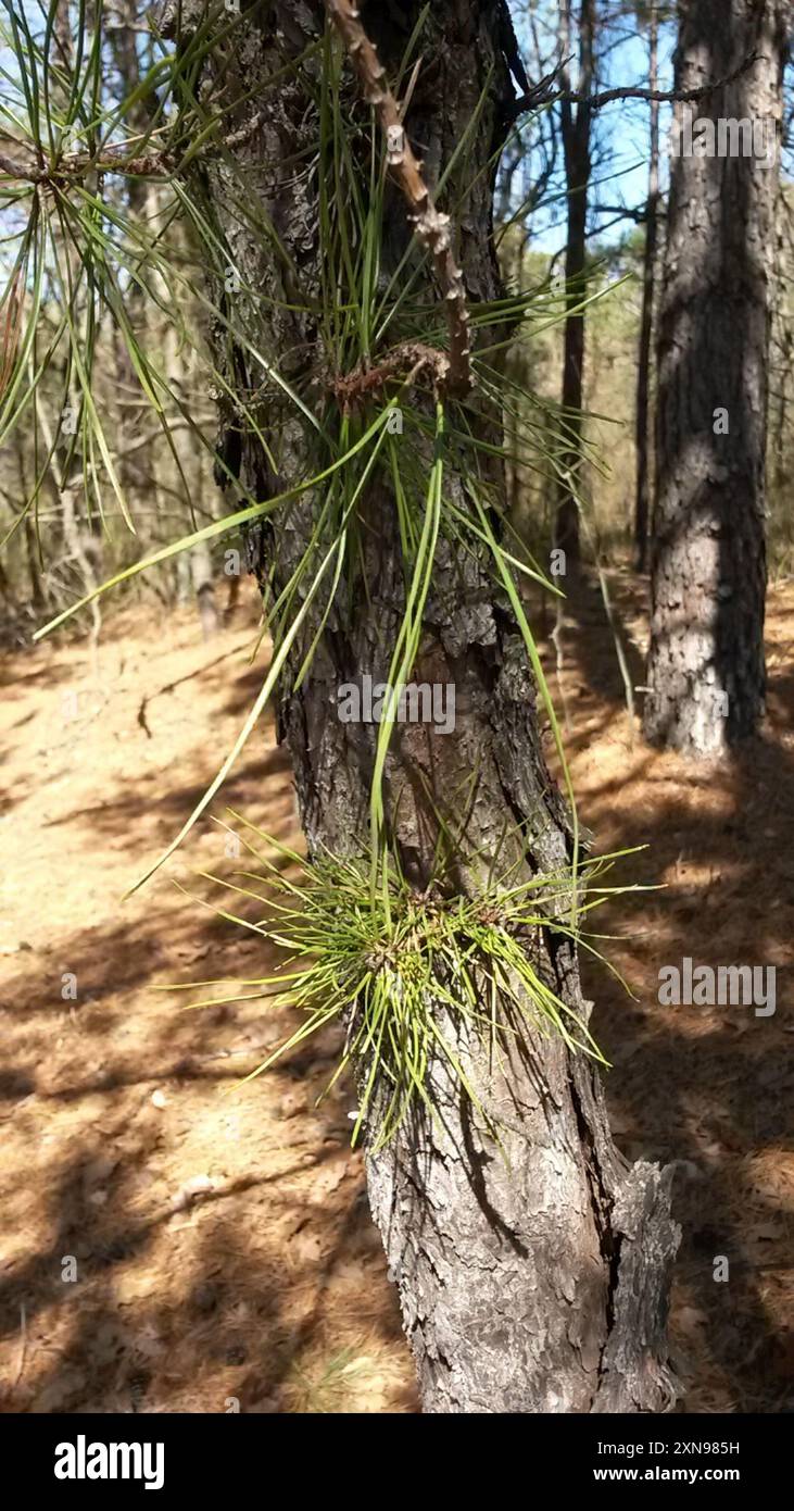pitch pine (Pinus rigida) Plantae Stock Photo - Alamy