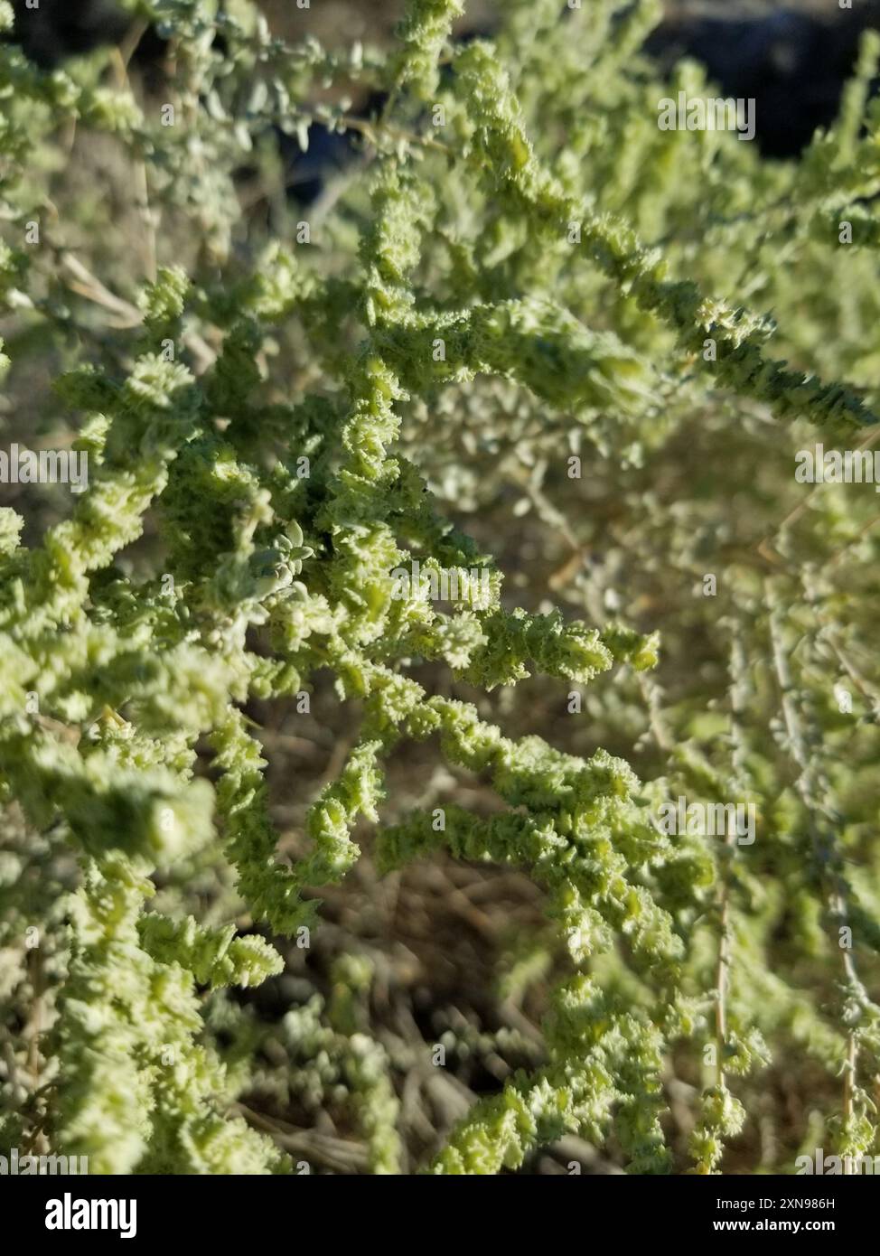 Cattle Saltbush (Atriplex polycarpa) Plantae Stock Photo - Alamy