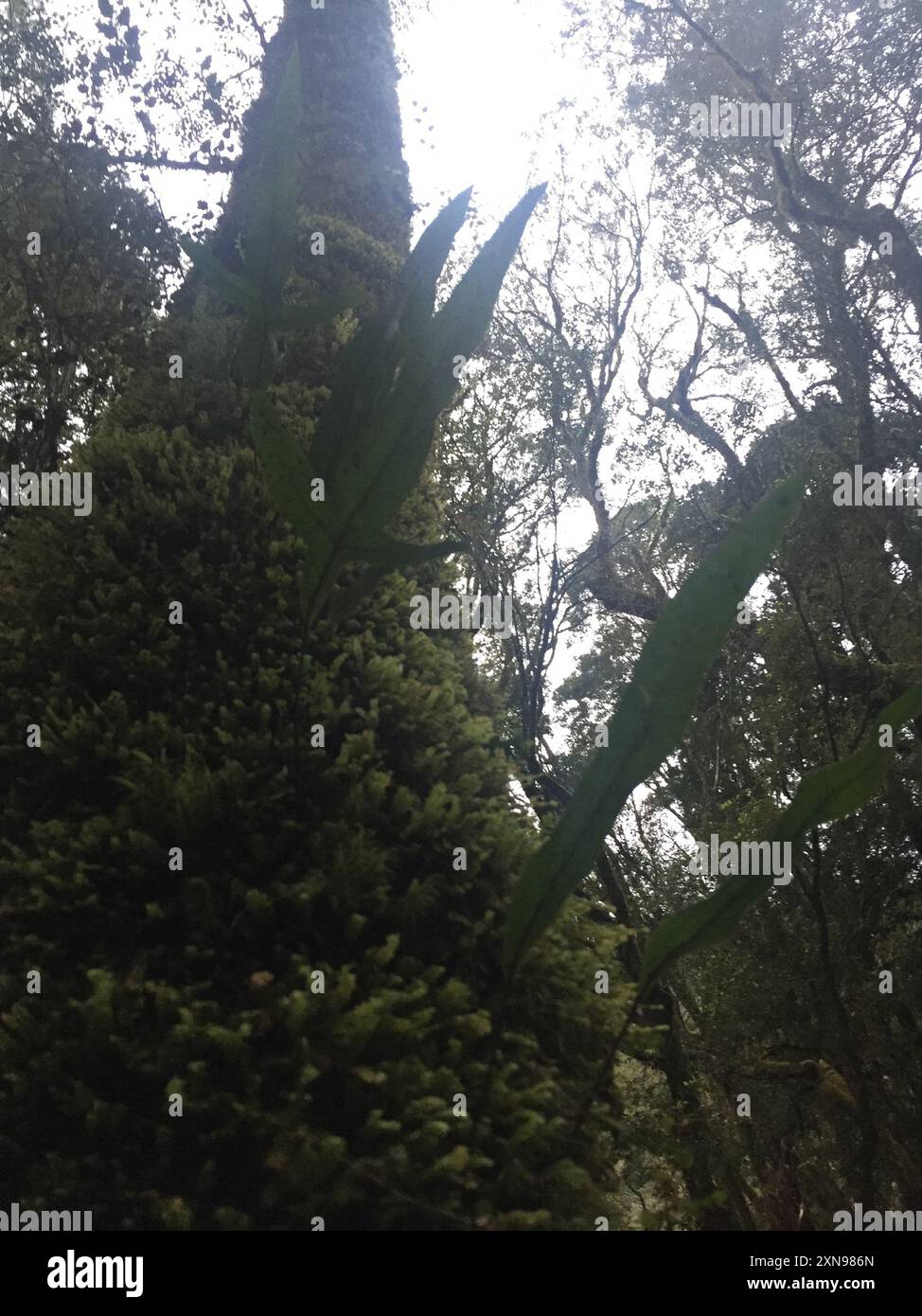 Kangaroo Fern (Microsorum pustulatum pustulatum) Plantae Stock Photo ...