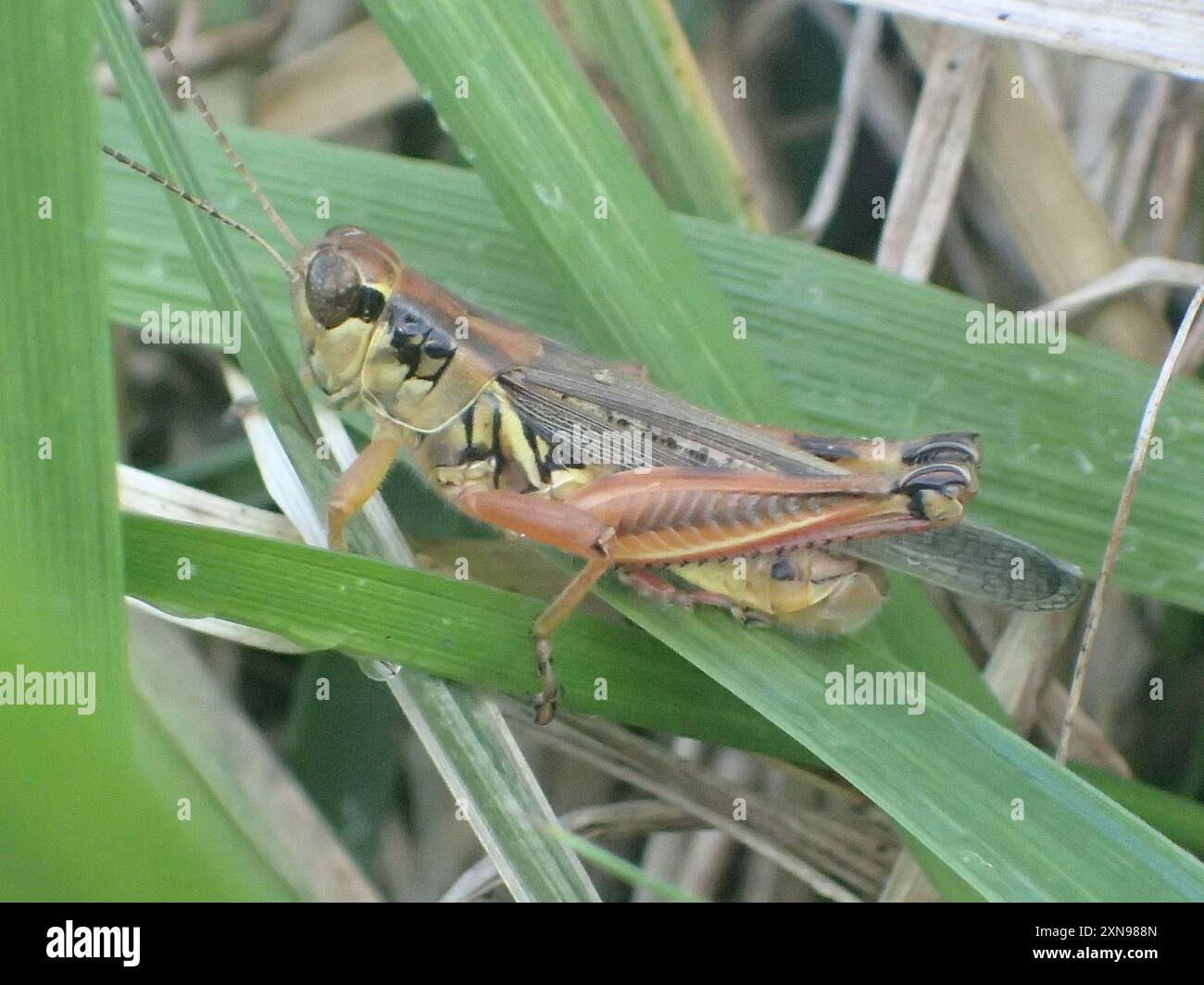 Red-legged Grasshopper (Melanoplus femurrubrum) Insecta Stock Photo - Alamy