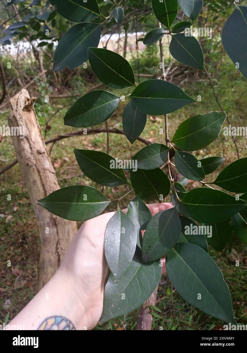 tree privet (Ligustrum lucidum) Plantae Stock Photo - Alamy
