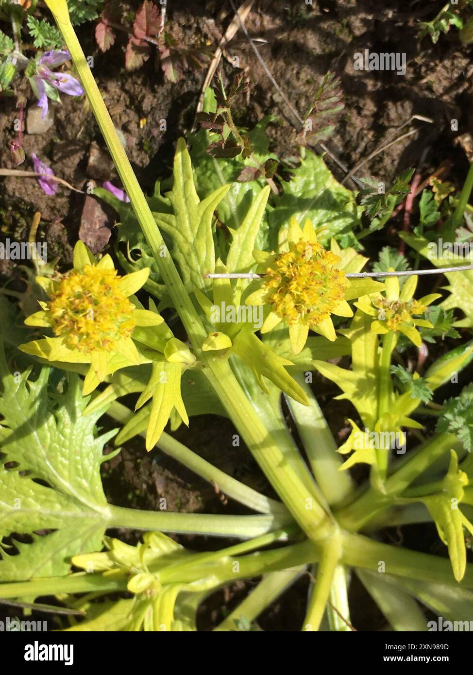 Footsteps of spring (Sanicula arctopoides) Plantae Stock Photo - Alamy
