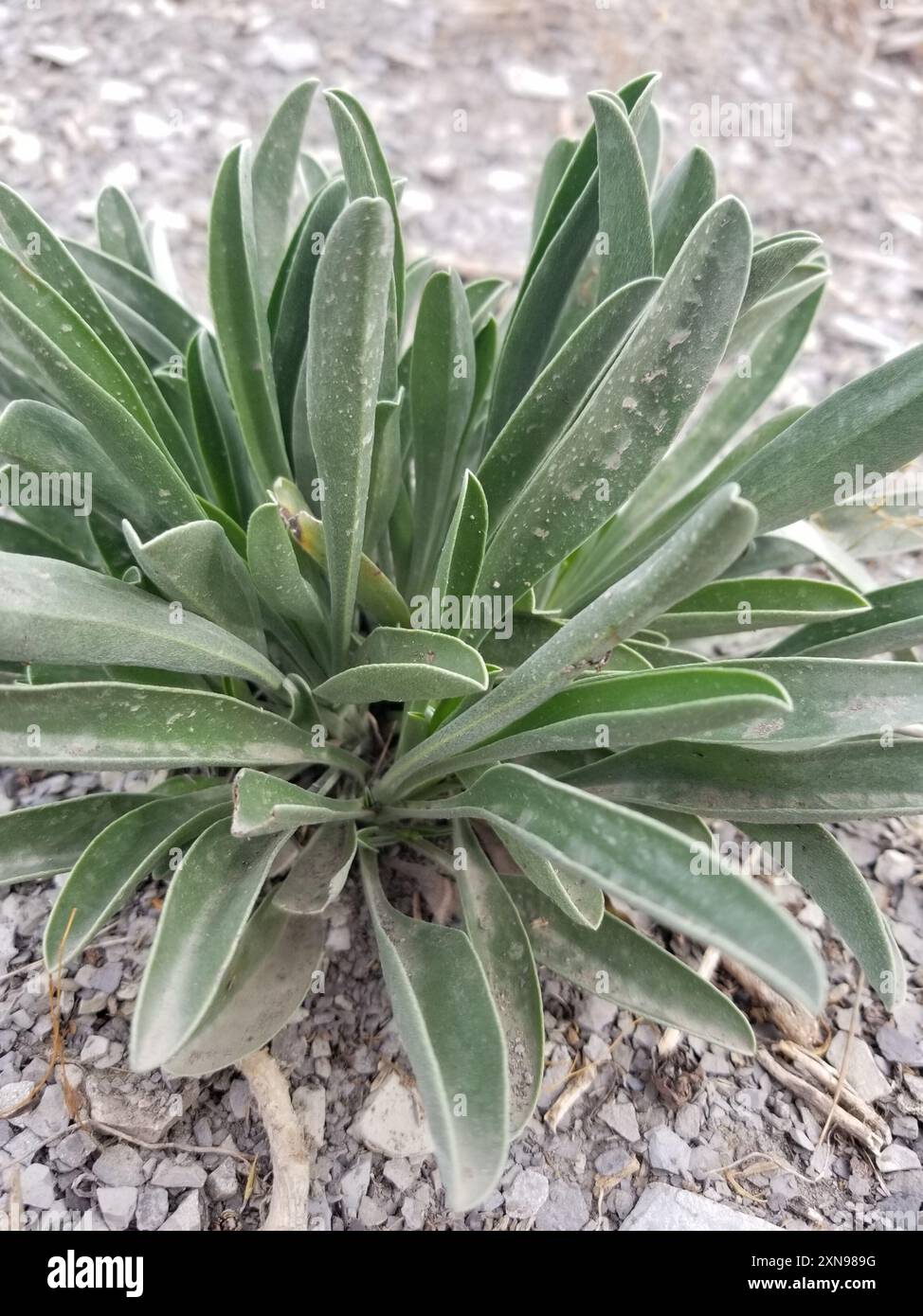 flowering plants (Angiospermae) Plantae Stock Photo - Alamy