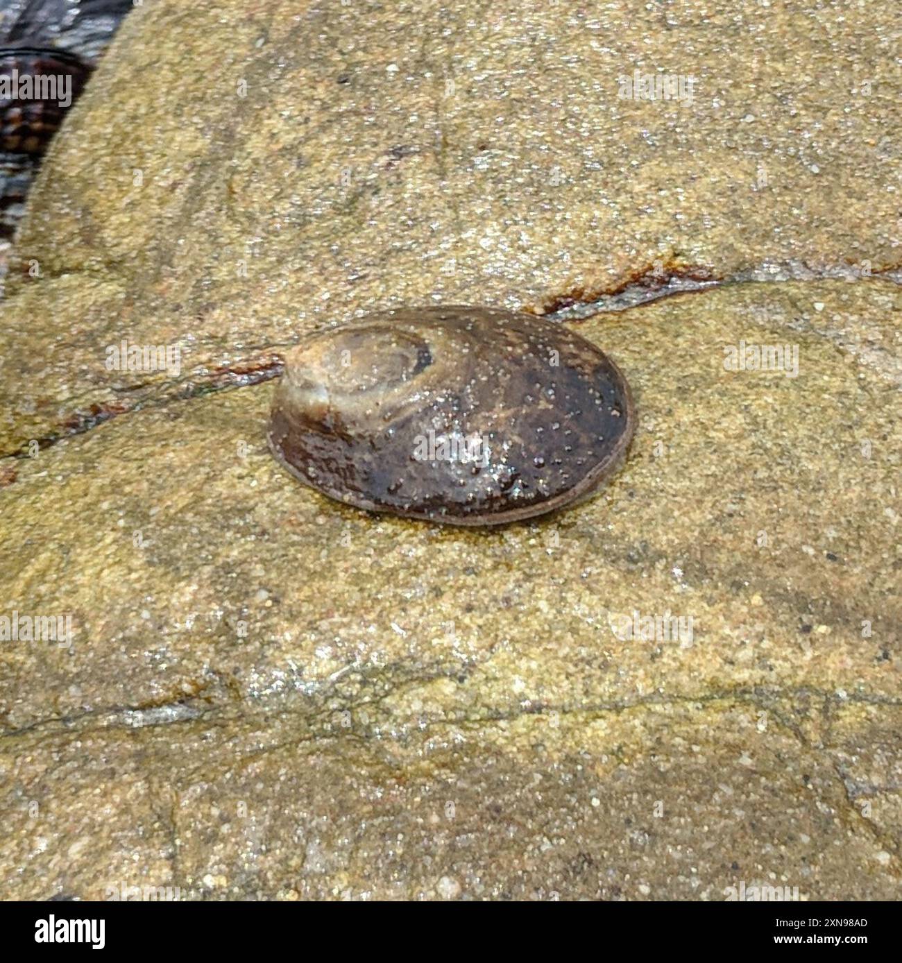 Owl Limpet (Lottia gigantea) Mollusca Stock Photo - Alamy