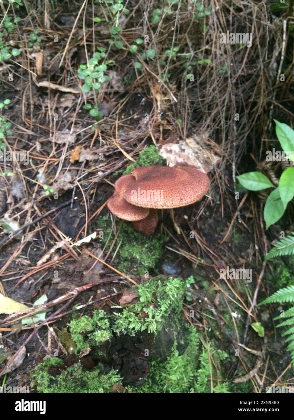 (Tricholomopsis scabra) Fungi Stock Photo - Alamy