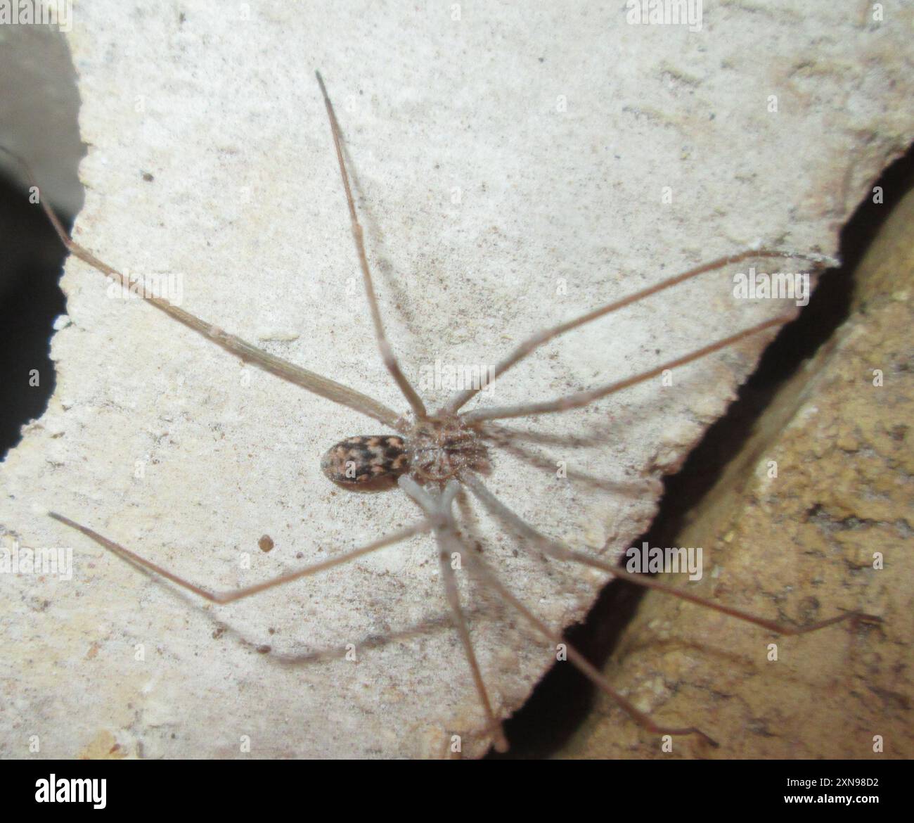 Northern Violin Spider (Loxosceles simillima) Arachnida Stock Photo - Alamy