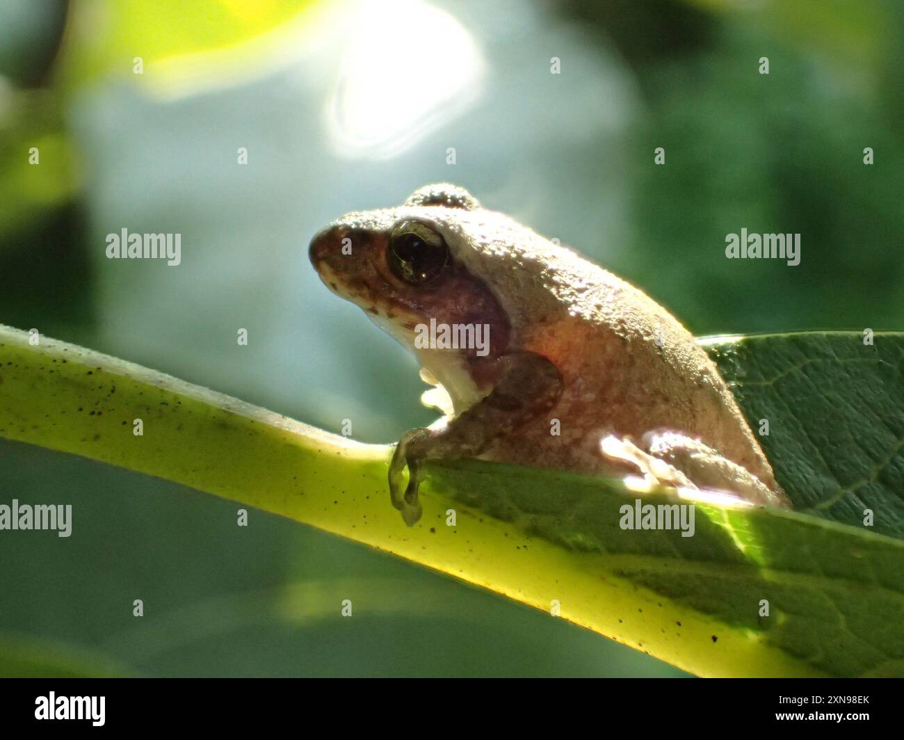 Robust Kajika Frog (Buergeria robusta) Amphibia Stock Photo - Alamy