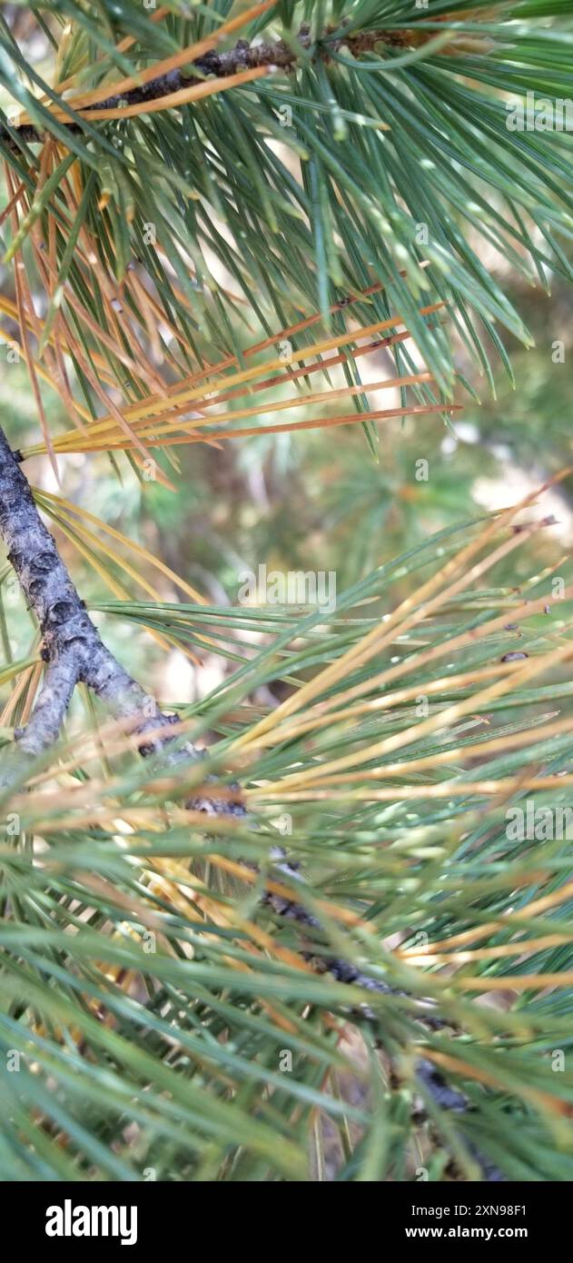 sugar pine (Pinus lambertiana) Plantae Stock Photo - Alamy