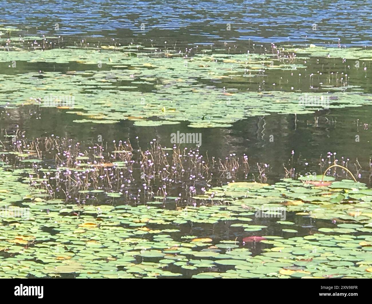 Purple Bladderwort (Utricularia purpurea) Plantae Stock Photo - Alamy