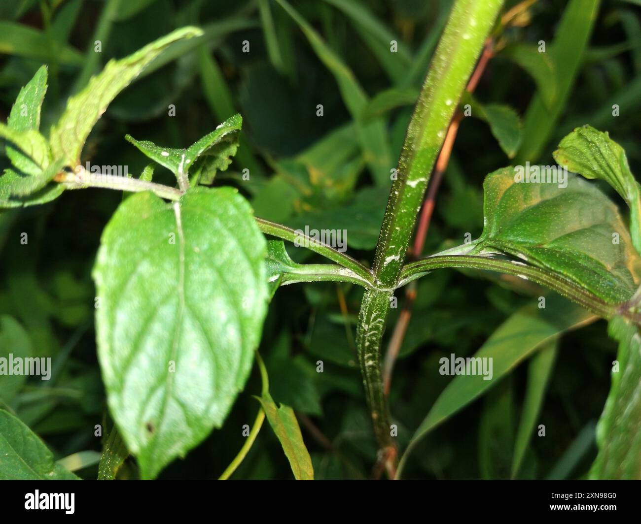 watermint (Mentha aquatica) Plantae Stock Photo - Alamy