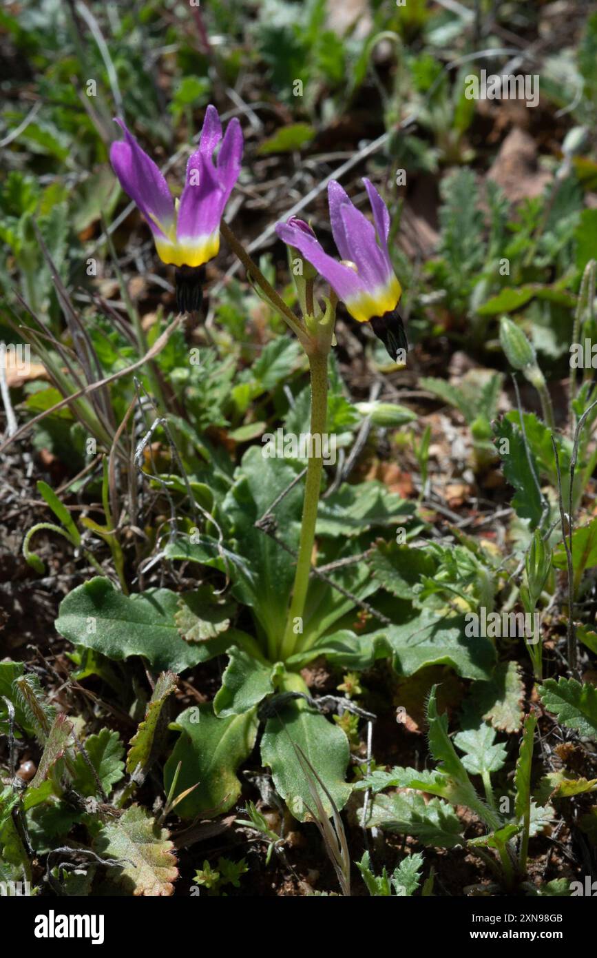 Padre's Shooting Star (Primula clevelandii) Plantae Stock Photo - Alamy