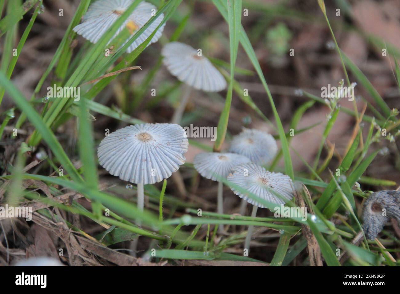 pleated inkcap (Parasola plicatilis) Fungi Stock Photo - Alamy