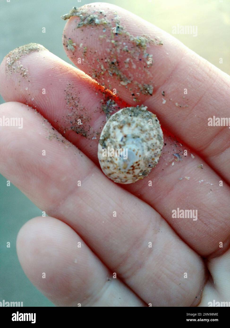 Testudinalis hi-res stock photography and images - Alamy