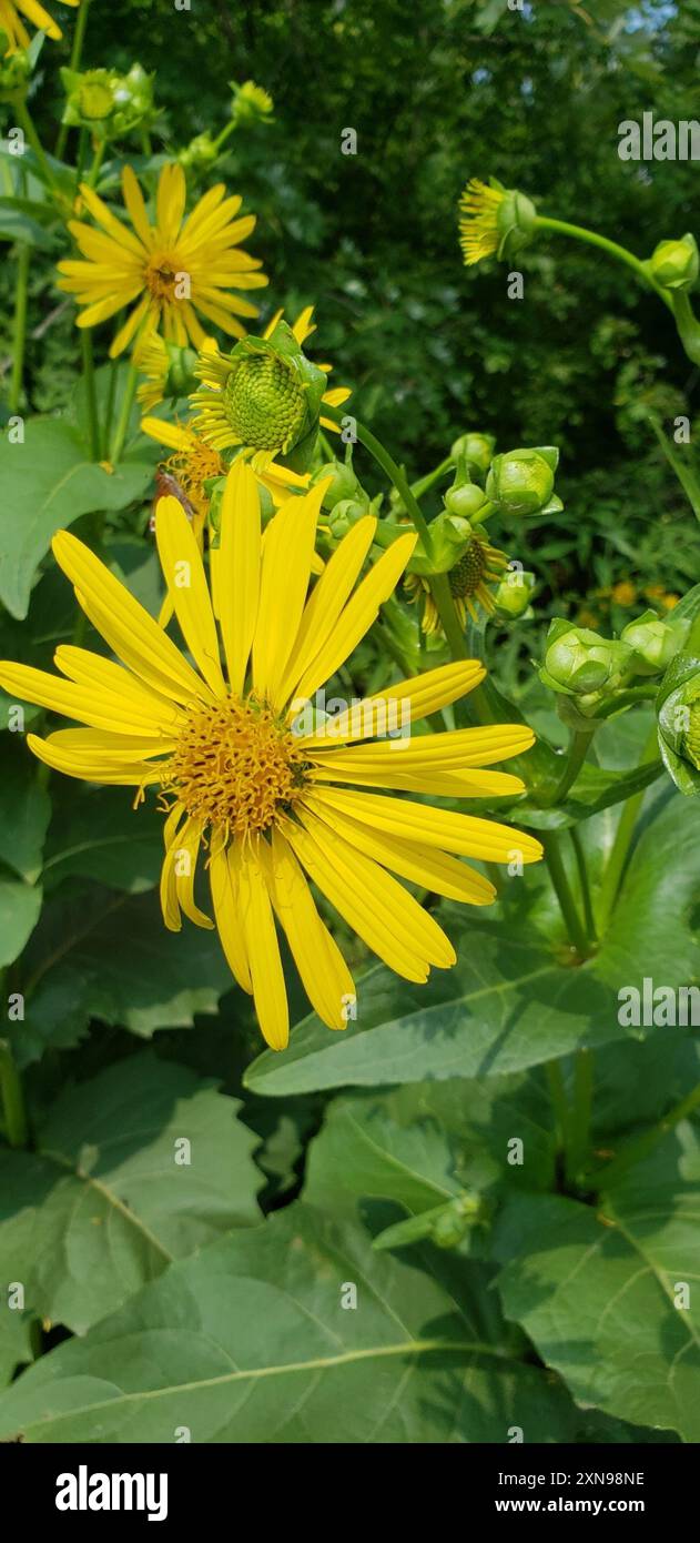 cup plant (Silphium perfoliatum) Plantae Stock Photo - Alamy