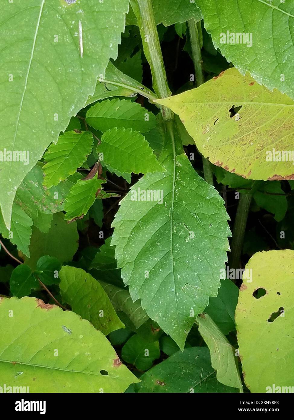 Wingstem (Verbesina alternifolia) Plantae Stock Photo - Alamy