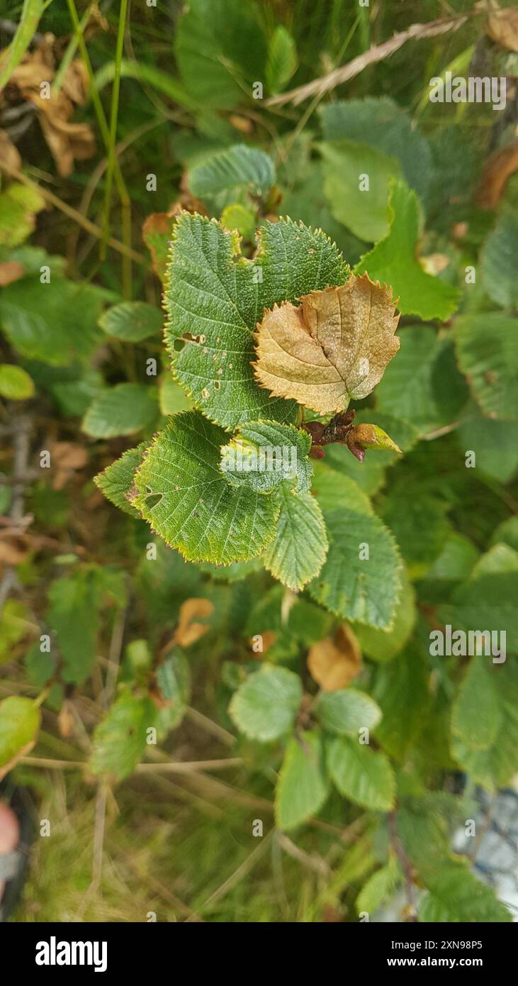 green alder (Alnus alnobetula) Plantae Stock Photo - Alamy