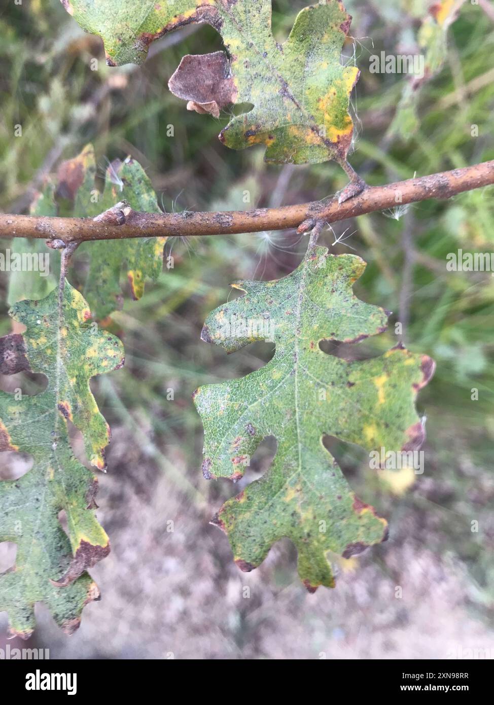 valley oak (Quercus lobata) Plantae Stock Photo - Alamy