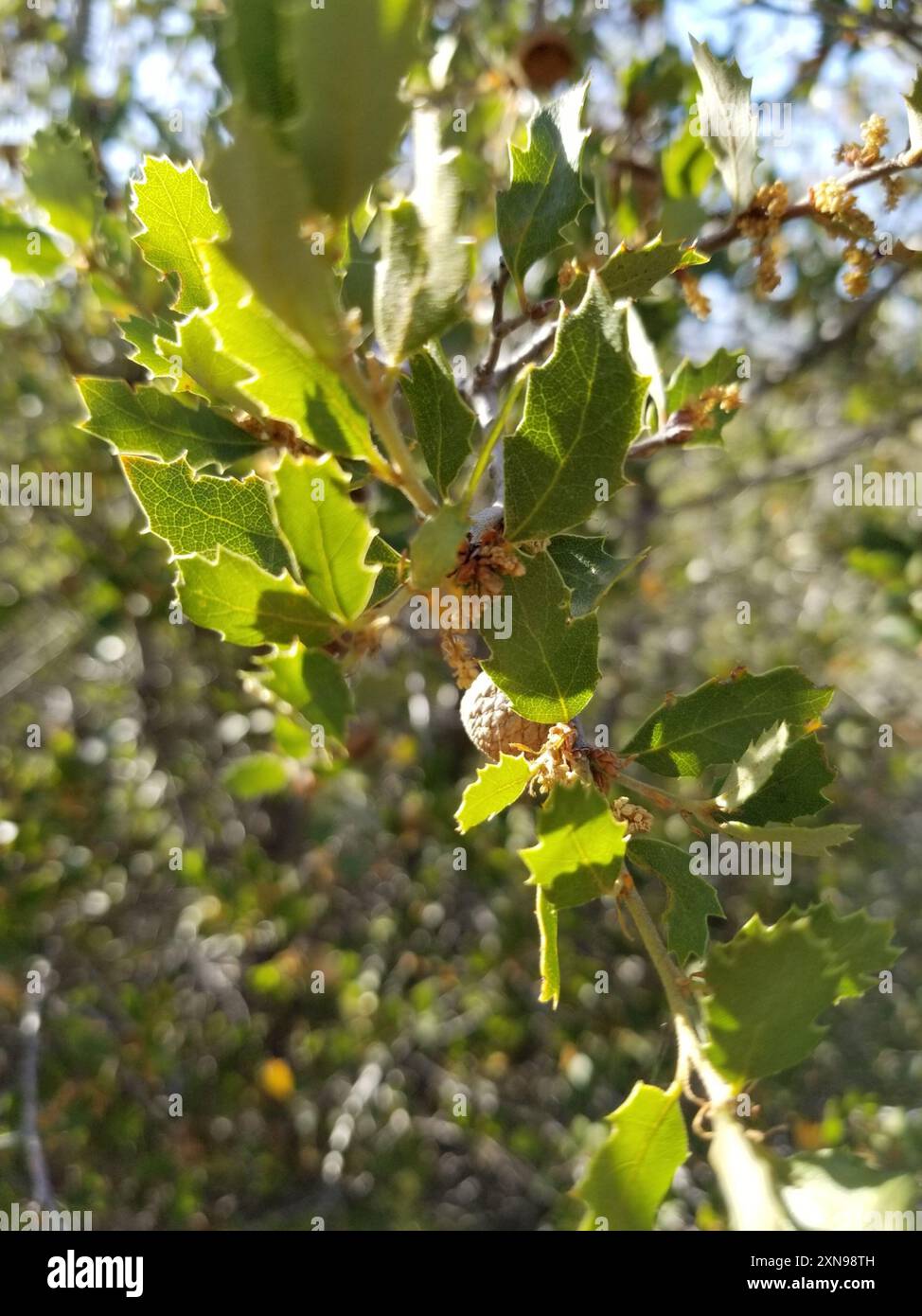oaks (Quercus) Plantae Stock Photo - Alamy