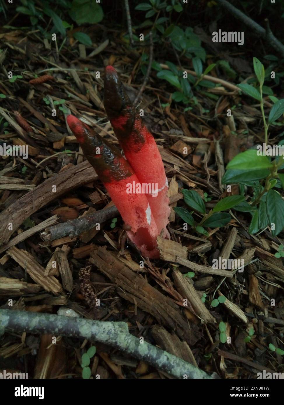devil's dipstick (Mutinus elegans) Fungi Stock Photo - Alamy