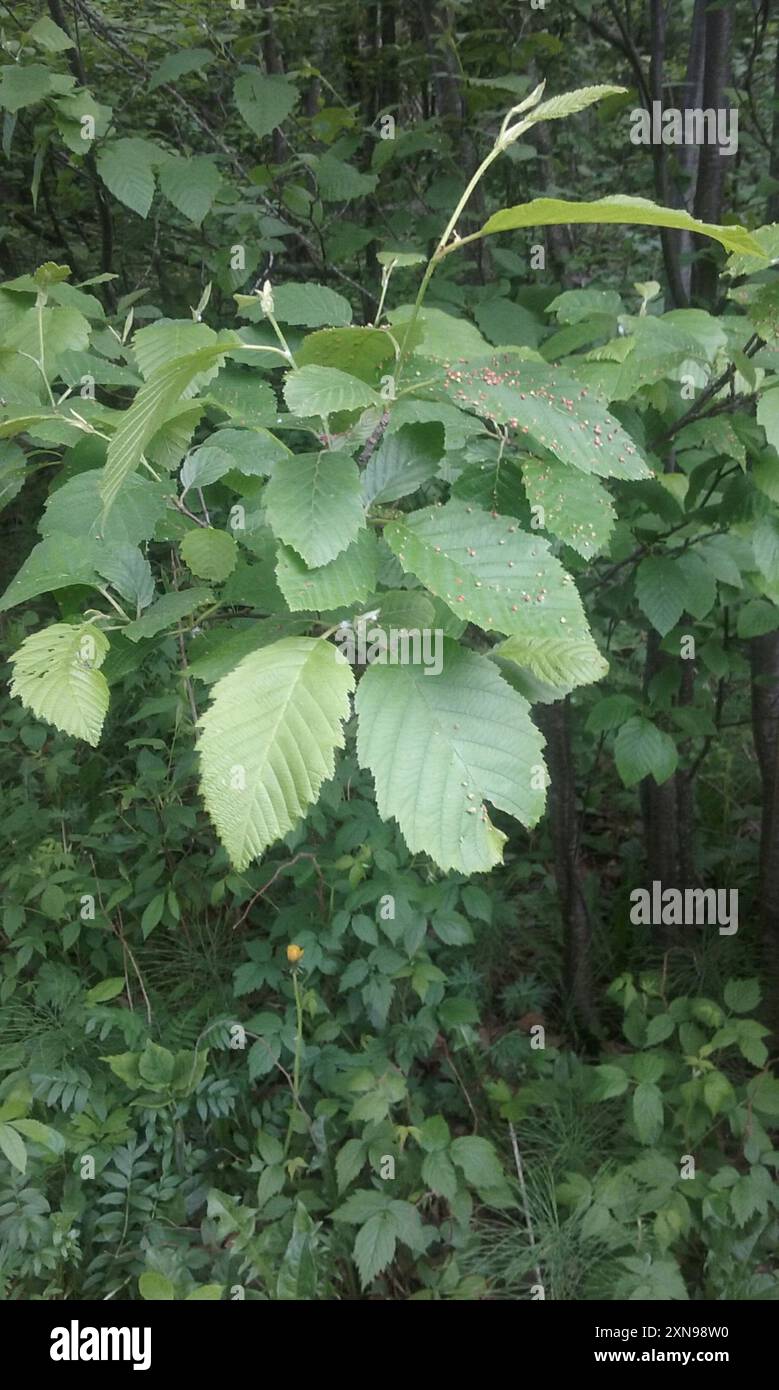 grey alder (Alnus incana) Plantae Stock Photo - Alamy