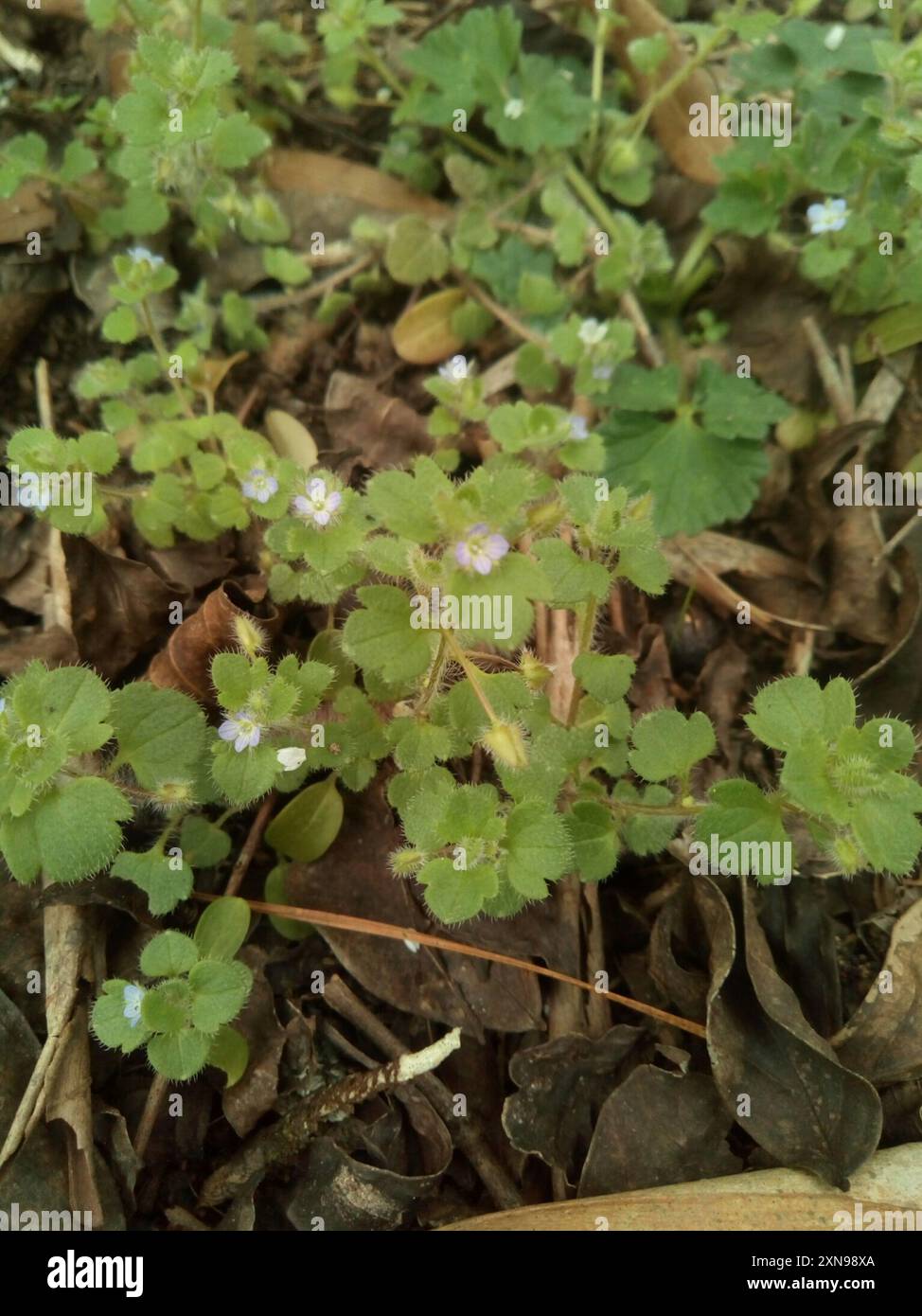 Ivy-leaved Speedwell (Veronica hederifolia) Plantae Stock Photo - Alamy