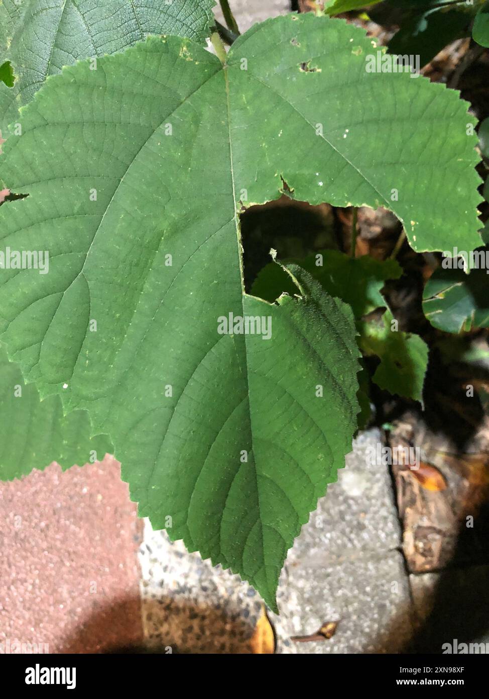 Paper mulberry (Broussonetia papyrifera) Plantae Stock Photo - Alamy