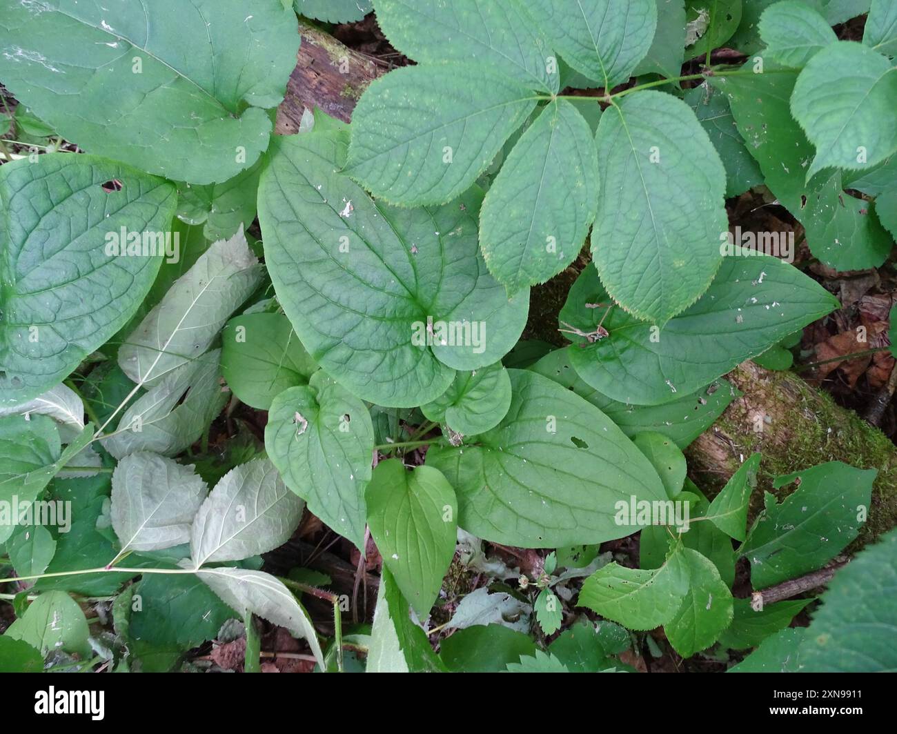Tall Bluebell (Mertensia paniculata) Plantae Stock Photo - Alamy