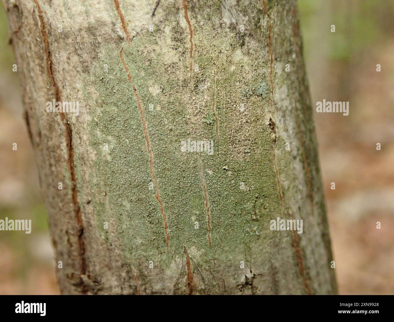 Variable Brown Dotlets (Lecidea varians) Fungi Stock Photo - Alamy