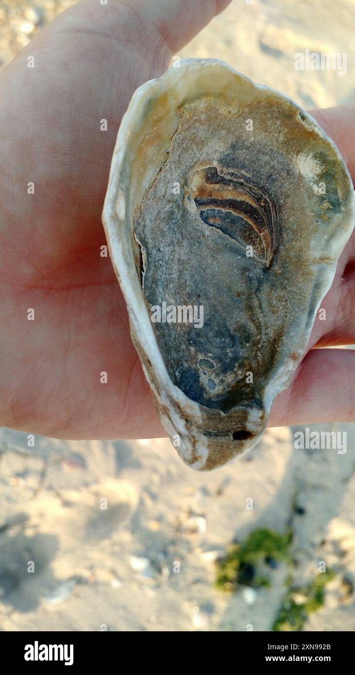 Eastern Oyster (Crassostrea virginica) Mollusca Stock Photo - Alamy
