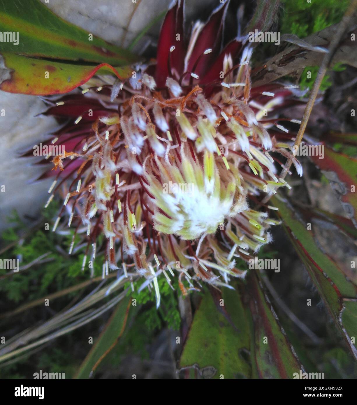 Common Snow Sugarbush (Protea scolopendriifolia) Plantae Stock Photo ...