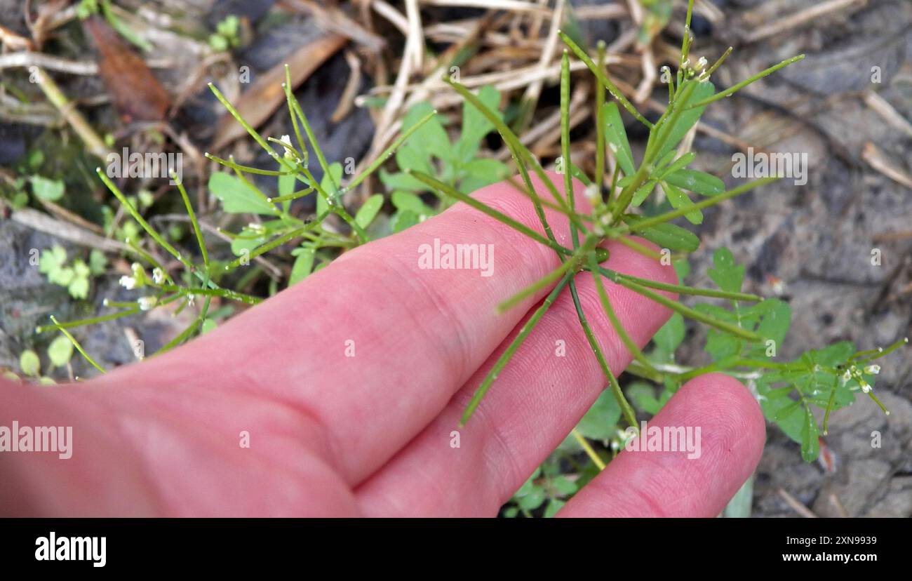 Nursery bittercress (Cardamine occulta) Plantae Stock Photo - Alamy